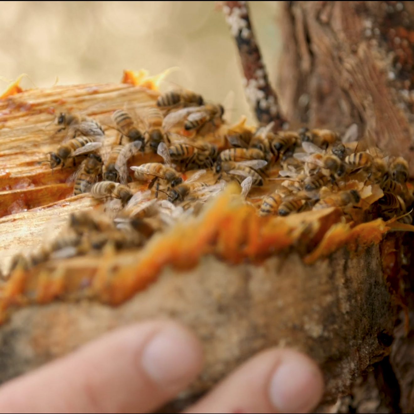 Rewilding Honey Bees - Sun Beings